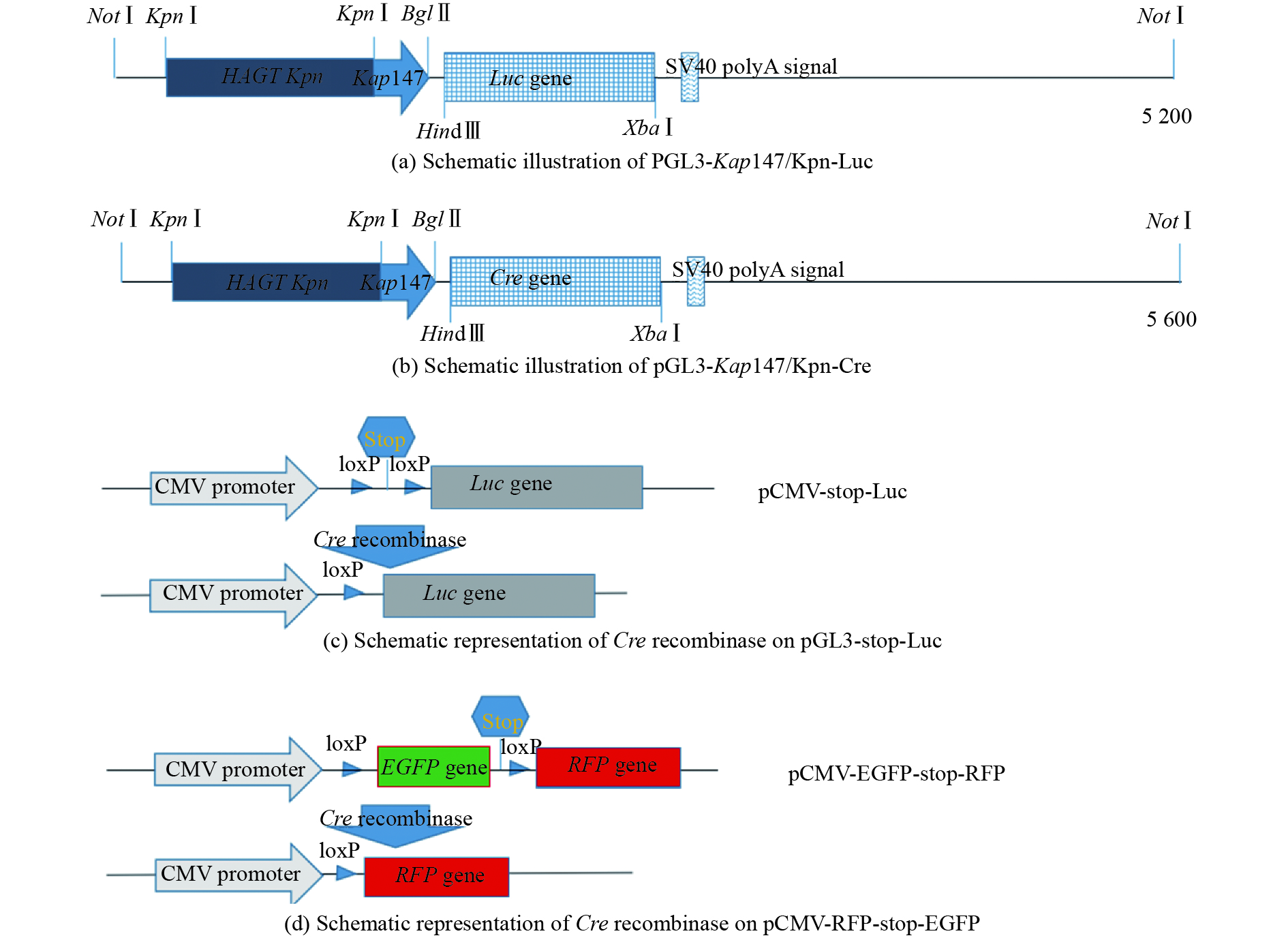 Kap 147/Kpn杂合启动子引导Cre重组酶在转基因小鼠睾丸组织中特异性表达