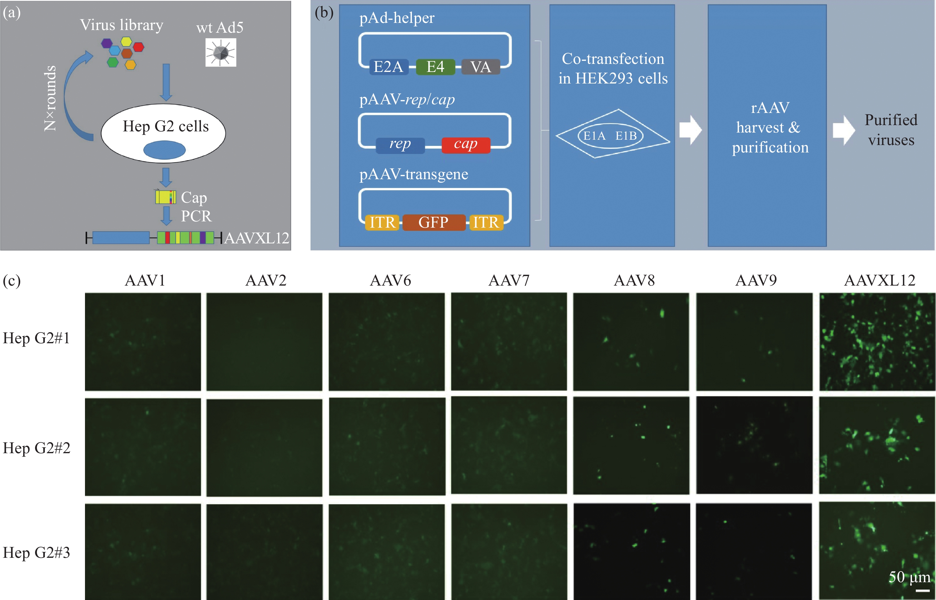 人体肝脏靶向性新型AAV血清型载体的研发
