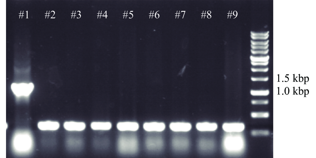 谷氨酸棒杆菌GPAT功能基因鉴定与分析