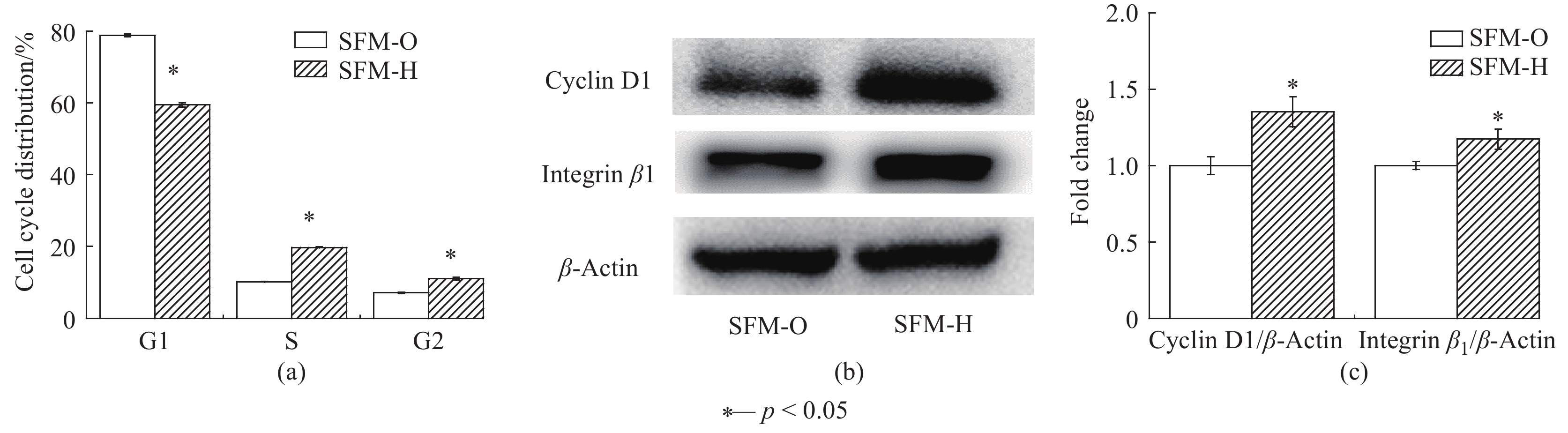肝细胞生长因子对人脐带间充质干细胞体外增殖的影响