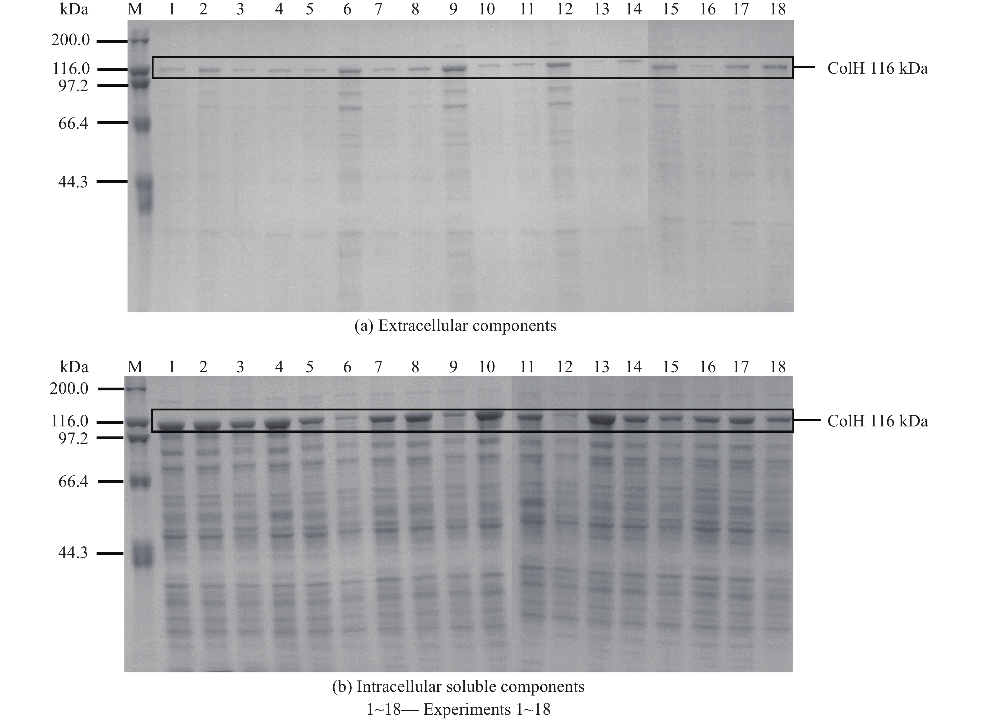 溶组织梭菌胶原酶H在大肠杆菌中的分泌表达