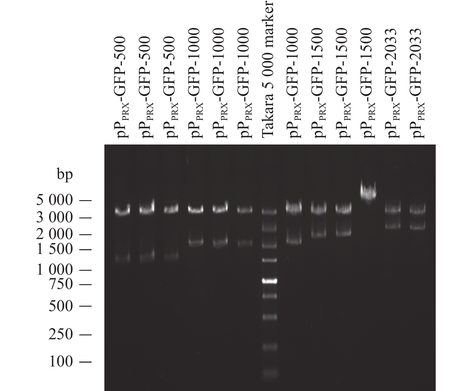 一种新型的曲霉属洁净可逆性诱导表达系统