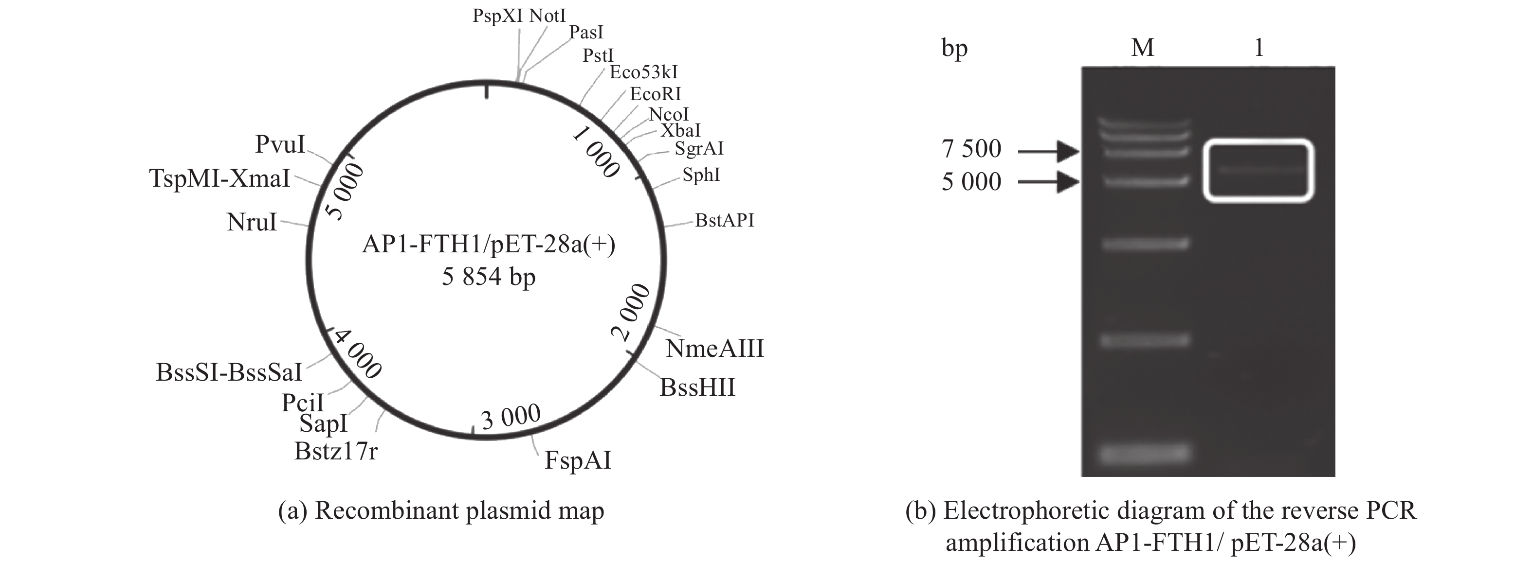 anti-EGFR scFv-FTH1/AP1-FTH1纳米粒子的构建及其治疗哮喘小鼠的应用