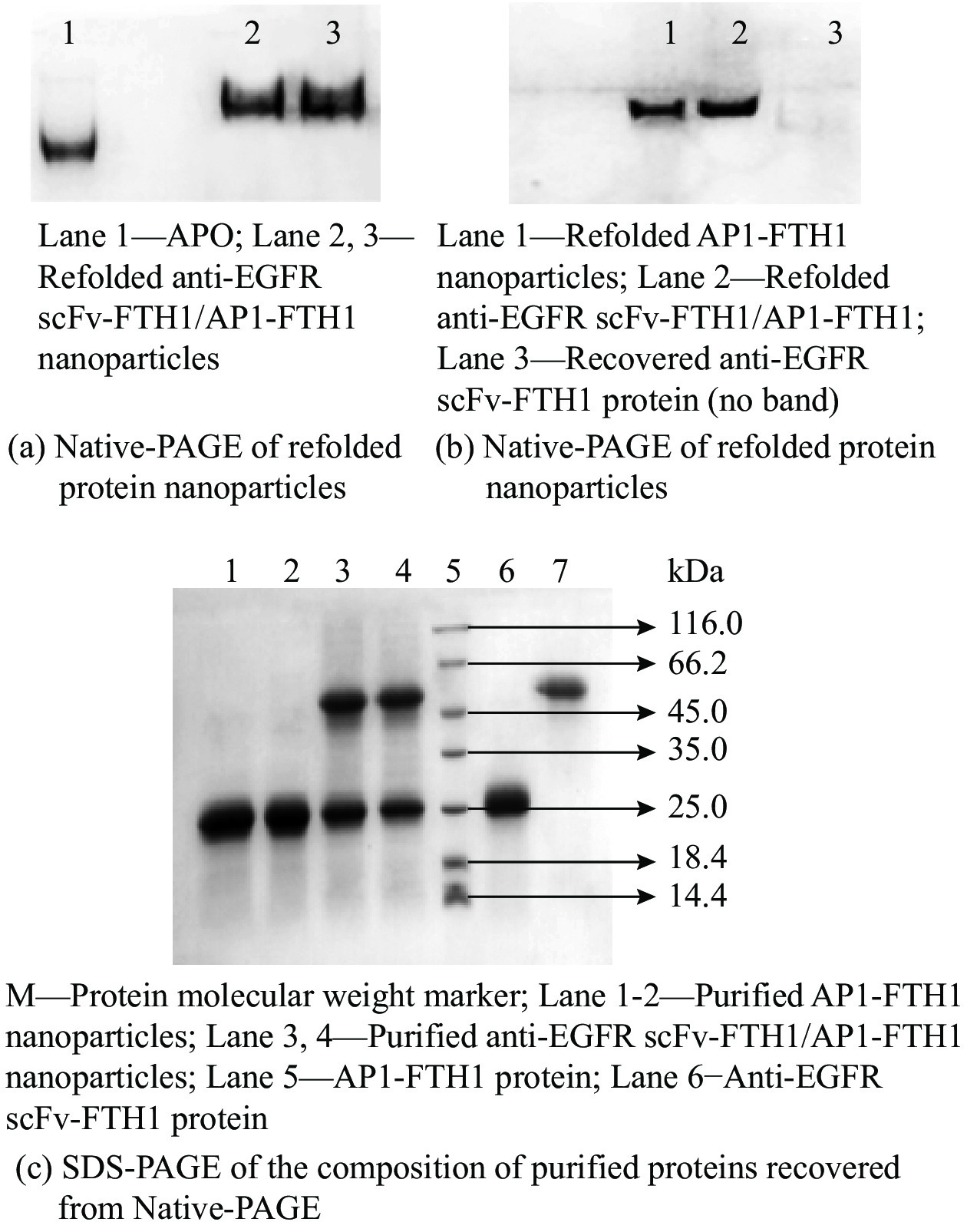 Construction of Anti-EGFR scFV-FTH1/AP1-FTH1 Nanoparticles and Its ...